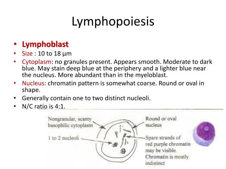 PPT - Normal Cell Maturation PowerPoint Presentation - ID:591543