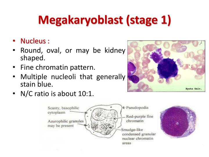 PPT - Normal Cell Maturation PowerPoint Presentation - ID:591543