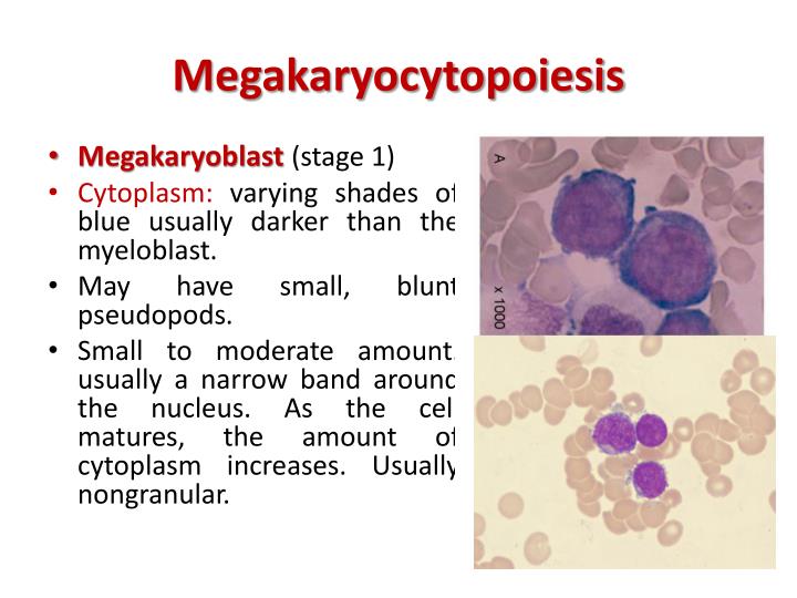 PPT - Normal Cell Maturation PowerPoint Presentation - ID:591543