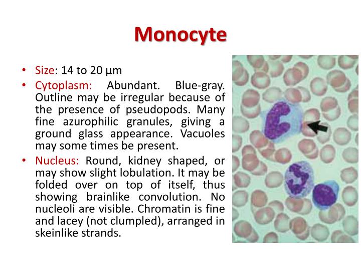 PPT - Normal Cell Maturation PowerPoint Presentation - ID:591543