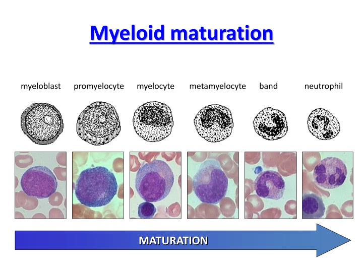 PPT - Normal Cell Maturation PowerPoint Presentation - ID:591543