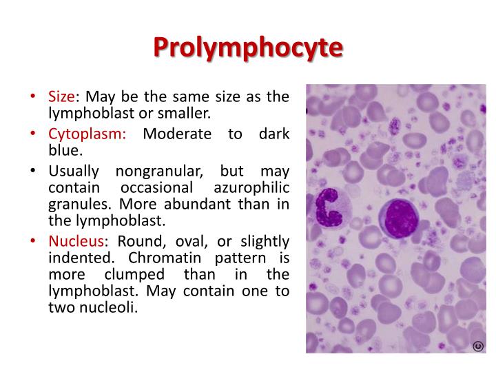 PPT - Normal Cell Maturation PowerPoint Presentation - ID:591543