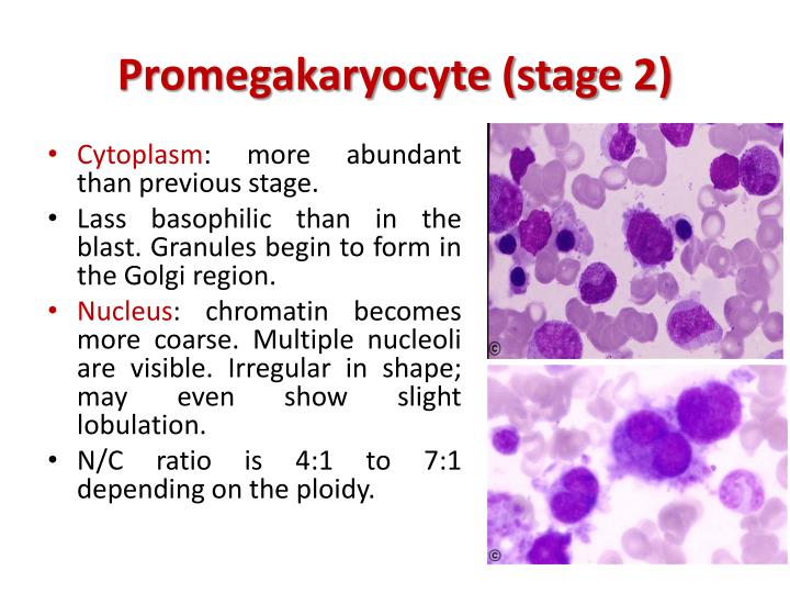 PPT - Normal Cell Maturation PowerPoint Presentation - ID:591543