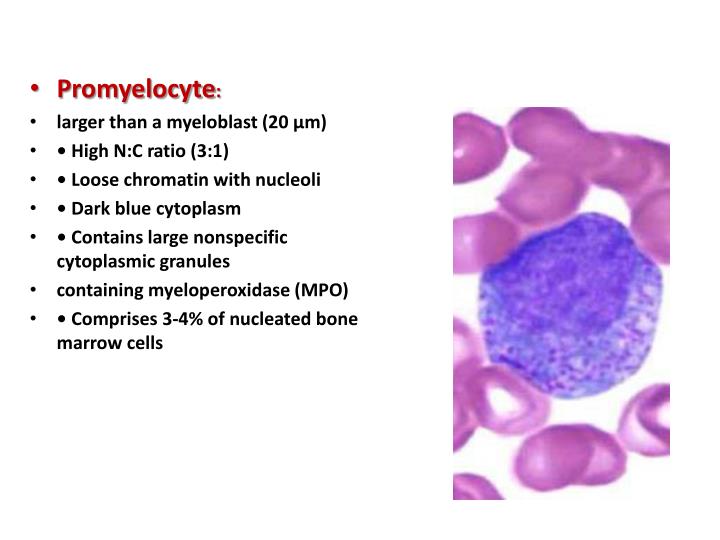 PPT - Normal Cell Maturation PowerPoint Presentation - ID:591543