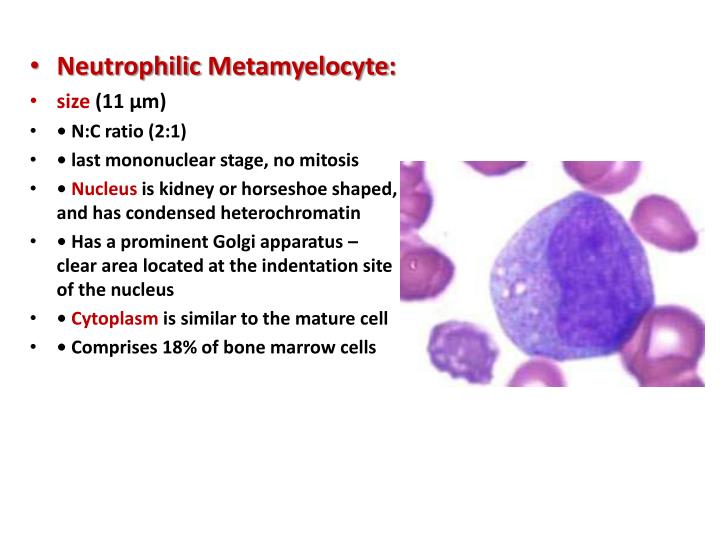 PPT - Normal Cell Maturation PowerPoint Presentation - ID:591543