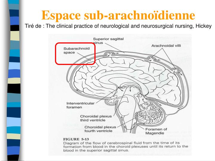 PPT - NEUROLOGIE URGENCE 3 PowerPoint Presentation - ID:591800