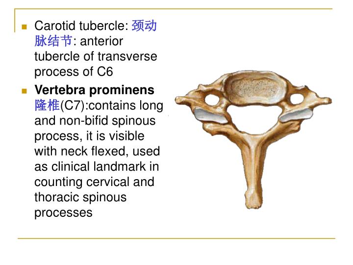PPT - Human anatomy PowerPoint Presentation - ID:591846