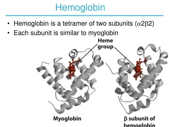 PPT - CHAPTER 5 Function of Globular Proteins PowerPoint Presentation ...