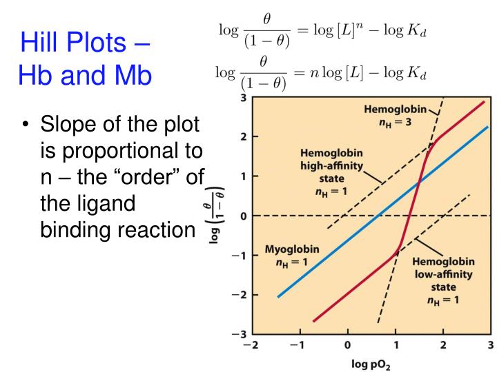 PPT - CHAPTER 5 Function of Globular Proteins PowerPoint Presentation ...