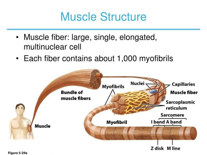PPT - CHAPTER 5 Function of Globular Proteins PowerPoint Presentation ...