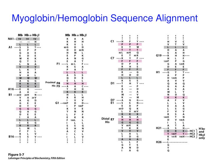 PPT - CHAPTER 5 Function of Globular Proteins PowerPoint Presentation ...
