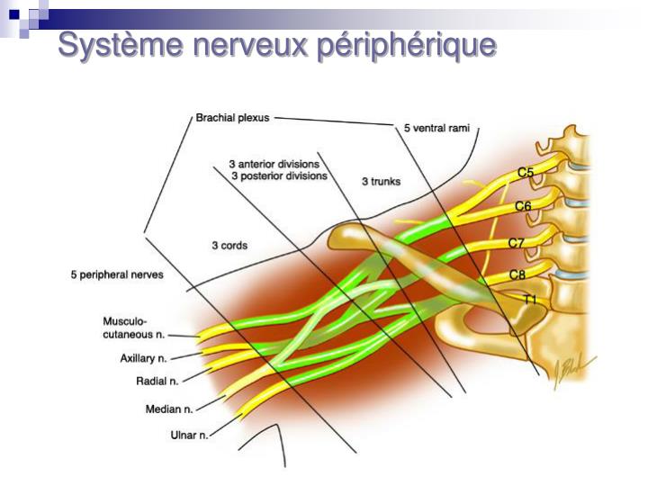 PPT - ANATOMIE DU SYSTEME NERVEUX PowerPoint Presentation - ID:591965