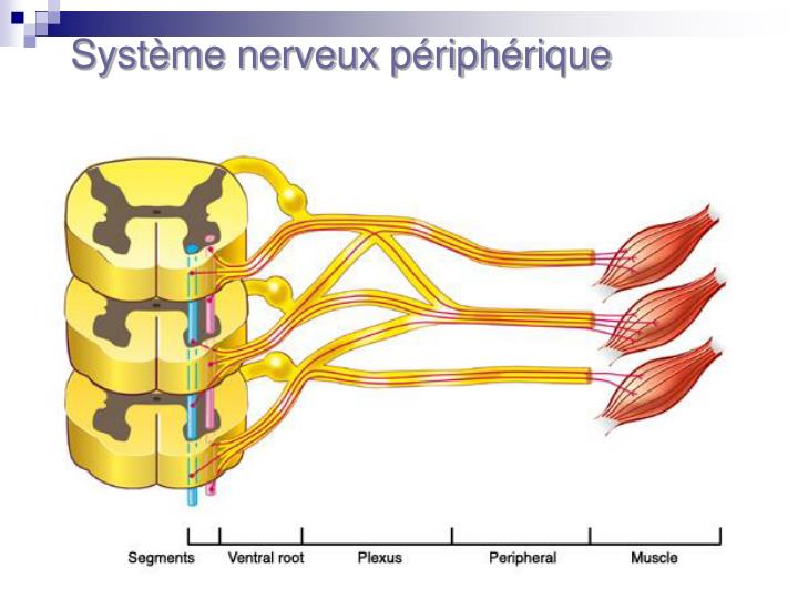 PPT - ANATOMIE DU SYSTEME NERVEUX PowerPoint Presentation - ID:591965
