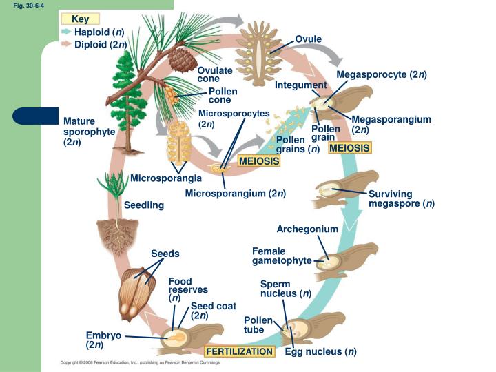 PPT - Seed Formation in Gymnosperms & Angiosperms PowerPoint ...