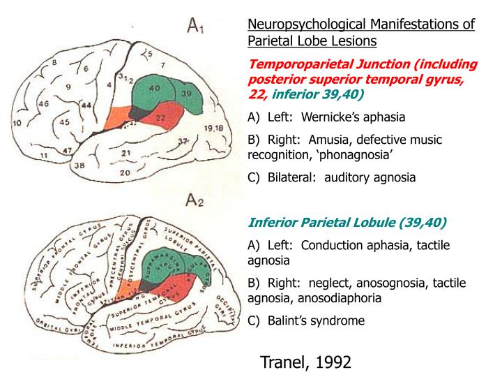 PPT - Introduction to Neuroanatomy PowerPoint Presentation - ID:592151