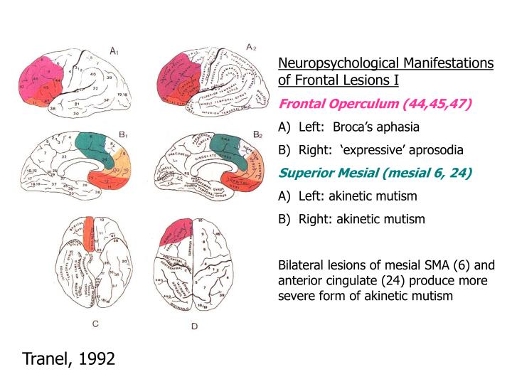 PPT - Introduction to Neuroanatomy PowerPoint Presentation - ID:592151