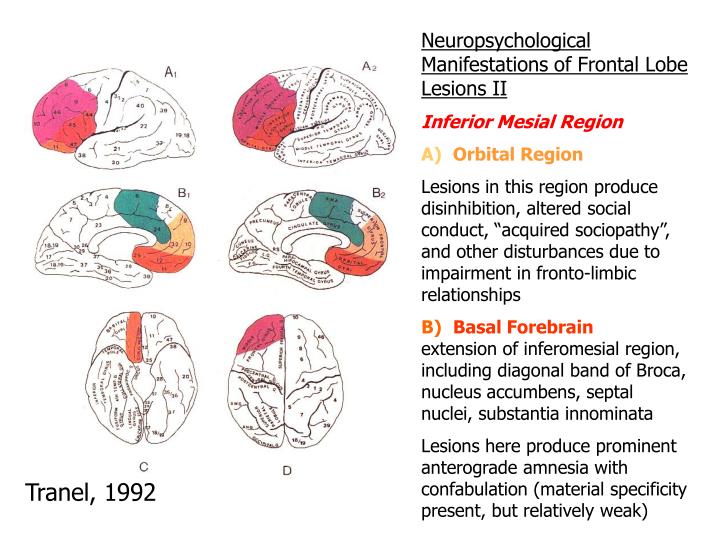 PPT - Introduction to Neuroanatomy PowerPoint Presentation - ID:592151