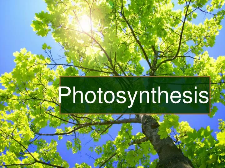 PPT - Photosynthesis PowerPoint Presentation, free download - ID:592332