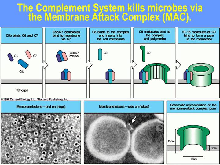 PPT - The Complement System and the Integration of Innate and Acquired Immunity PowerPoint ...