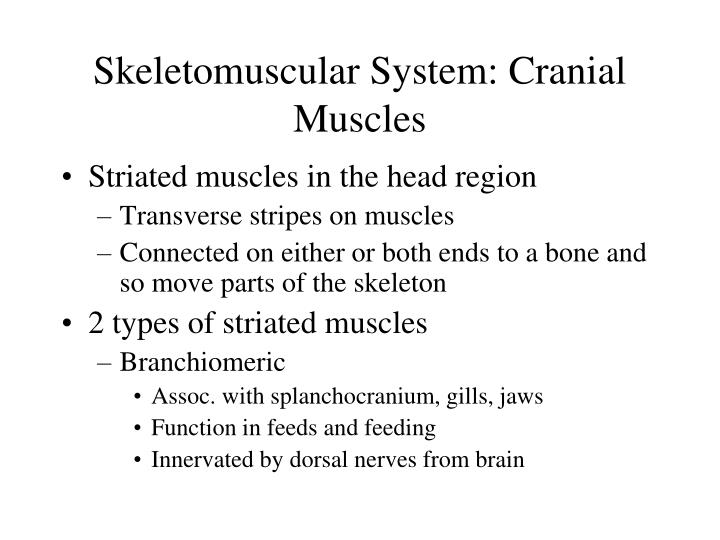 PPT - Vertebrate Relationships and Structure PowerPoint Presentation ...