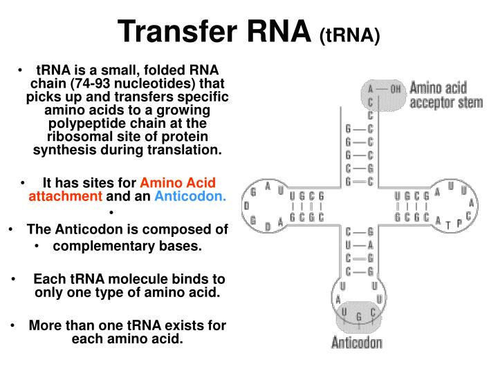 PPT - The Structure of RNA R ibo N ucleic A cid PowerPoint Presentation ...