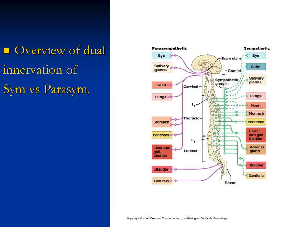 PPT - Chapter 16 PowerPoint Presentation, free download - ID:593419