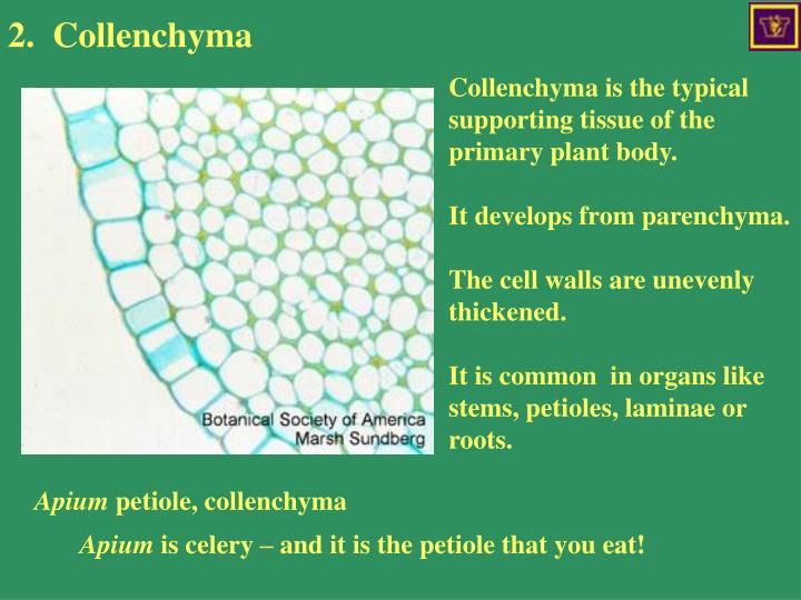 PPT - Meristems and plant structure PowerPoint Presentation - ID:593975