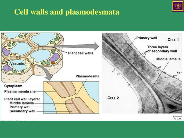 PPT - Meristems and plant structure PowerPoint Presentation - ID:593975