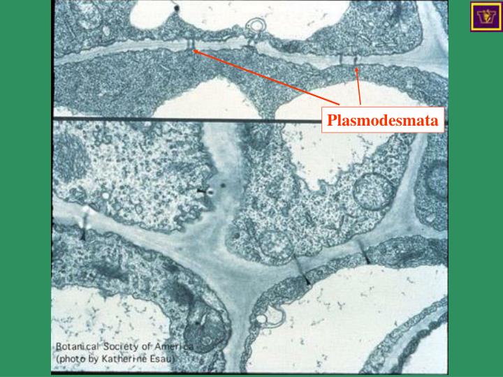 PPT - Meristems and plant structure PowerPoint Presentation - ID:593975