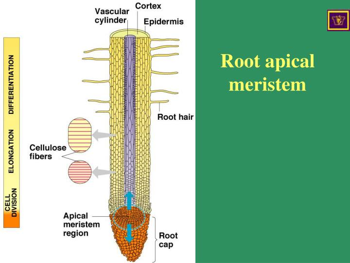 PPT - Meristems and plant structure PowerPoint Presentation - ID:593975