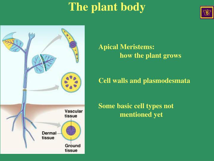PPT - Meristems and plant structure PowerPoint Presentation - ID:593975