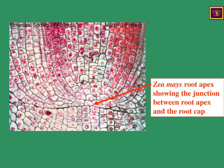 PPT - Meristems and plant structure PowerPoint Presentation - ID:593975