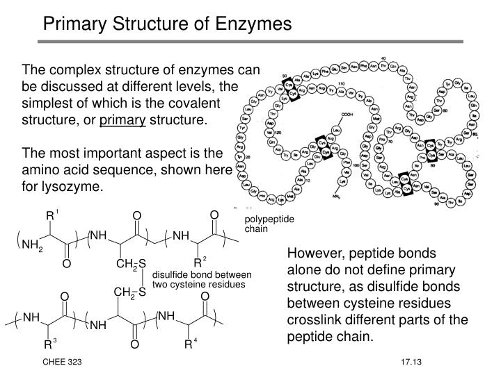PPT - Enzymes PowerPoint Presentation - ID:594577