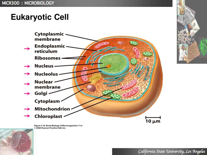 PPT - Lecture 2 Overview of Microbial Diversity Prokaryotic and ...