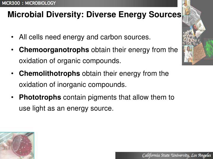 PPT - Lecture 2 Overview of Microbial Diversity Prokaryotic and ...