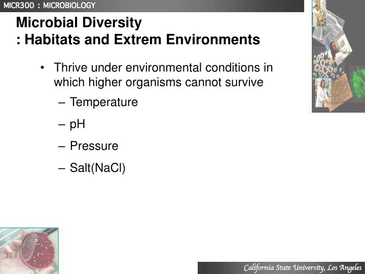 PPT - Lecture 2 Overview of Microbial Diversity Prokaryotic and ...