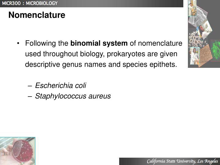 PPT - Lecture 2 Overview of Microbial Diversity Prokaryotic and ...