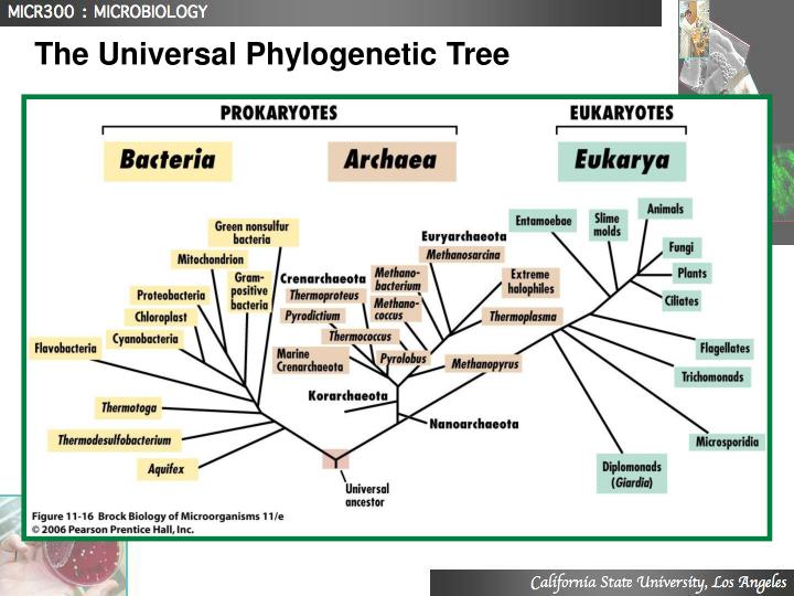 PPT - Lecture 2 Overview of Microbial Diversity Prokaryotic and ...