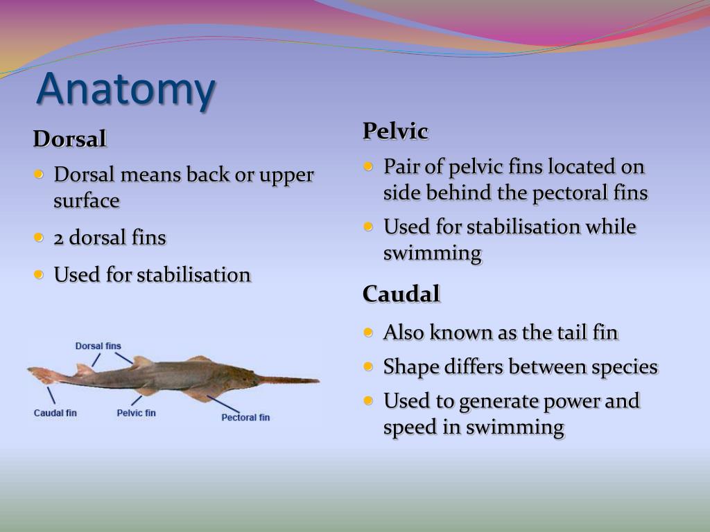 PPT - Biology and Ecology of a Sawfish PowerPoint Presentation, free ...
