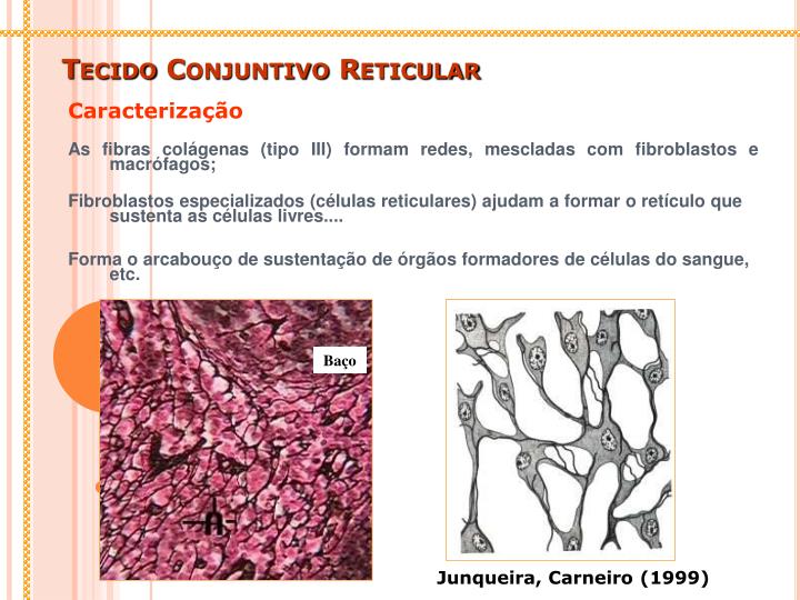 PPT - TECIDOS CONJUNTIVOS Variedades PowerPoint Presentation - ID:596799