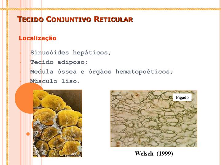 PPT - TECIDOS CONJUNTIVOS Variedades PowerPoint Presentation - ID:596799