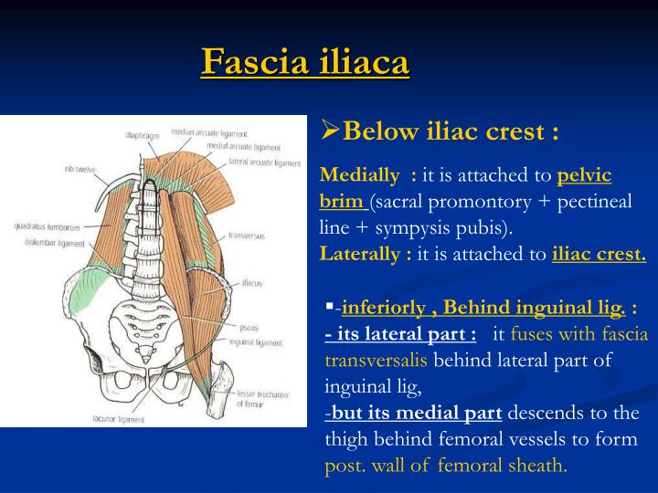 PPT - Muscles & bones forming the posterior abdominal wall : PowerPoint ...