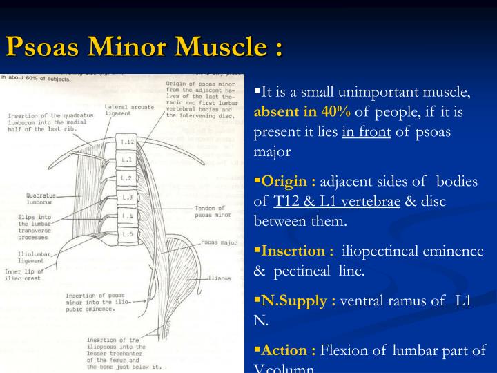 PPT - Muscles & bones forming the posterior abdominal wall : PowerPoint ...