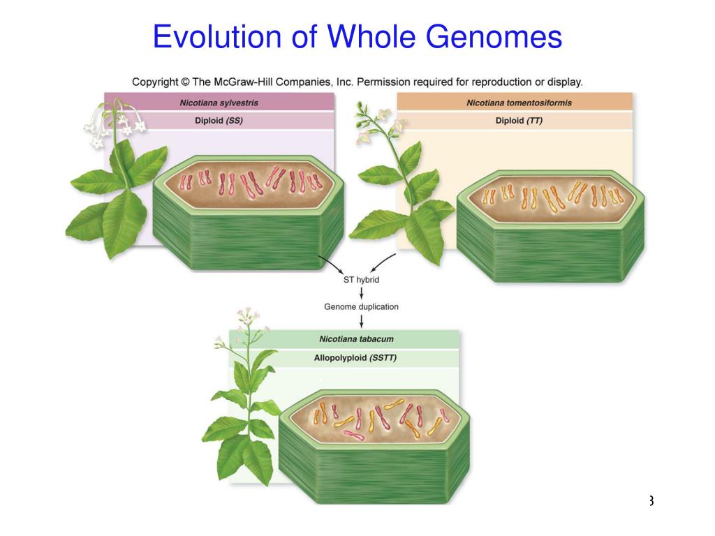 Ppt Genome Evolution Chapter 24 Powerpoint Presentation Free