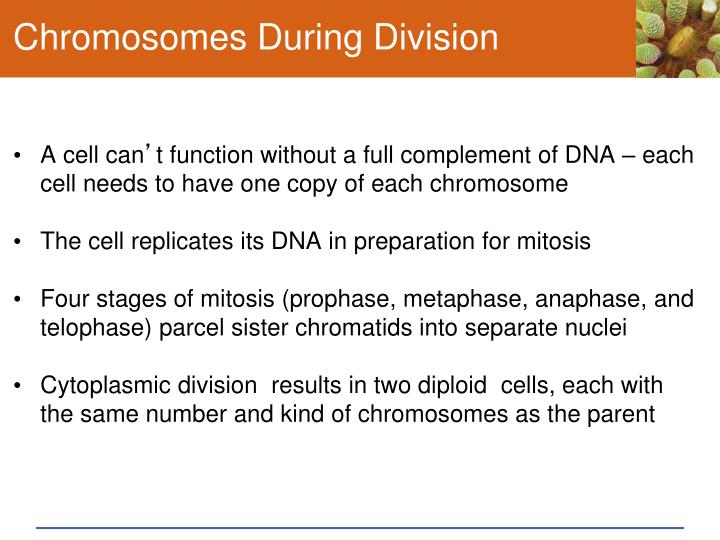 PPT - Chapter 11 How Cells Reproduce PowerPoint Presentation - ID:597902
