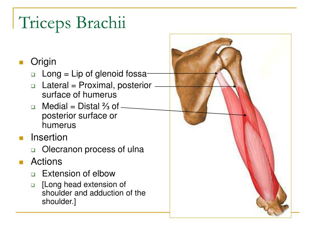 Triceps Brachii Origin And Insertion Triceps Brachii Origin And Insertion