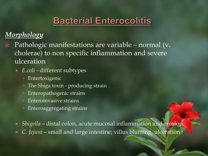 PPT - DISEASES OF SMALL AND LARGE INTESTINE PowerPoint Presentation ...
