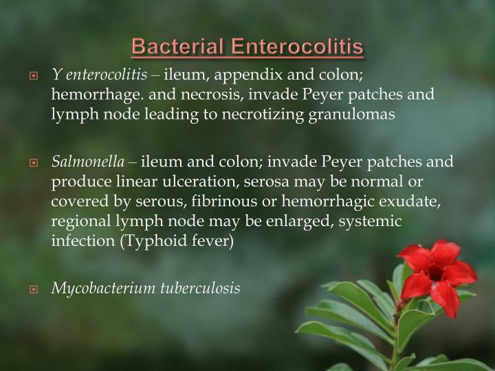 PPT - DISEASES OF SMALL AND LARGE INTESTINE PowerPoint Presentation ...