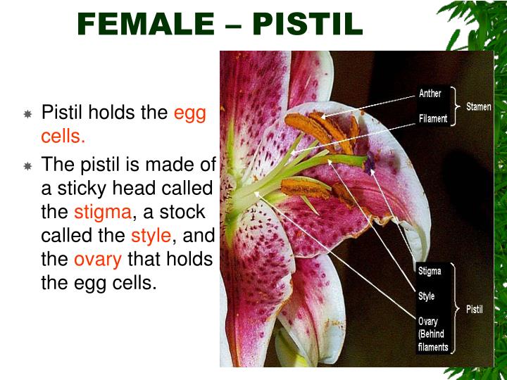 PPT - Basic Plant Structure PowerPoint Presentation - ID:599984
