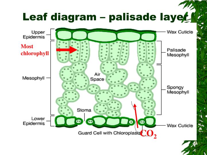PPT - Basic Plant Structure PowerPoint Presentation - ID:599984